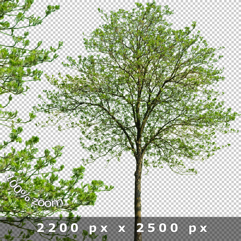 Cutout Trees V01 – Masked Architecture Trees » tonytextures.com