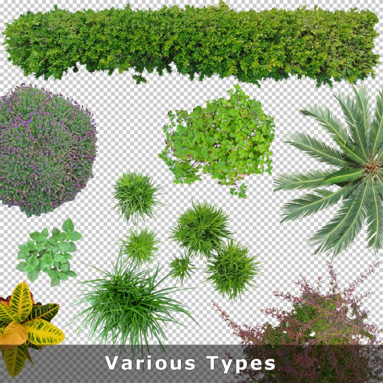 Top View Plants 02 – 2D Plant Entourage for Architecture Illustration .PNG