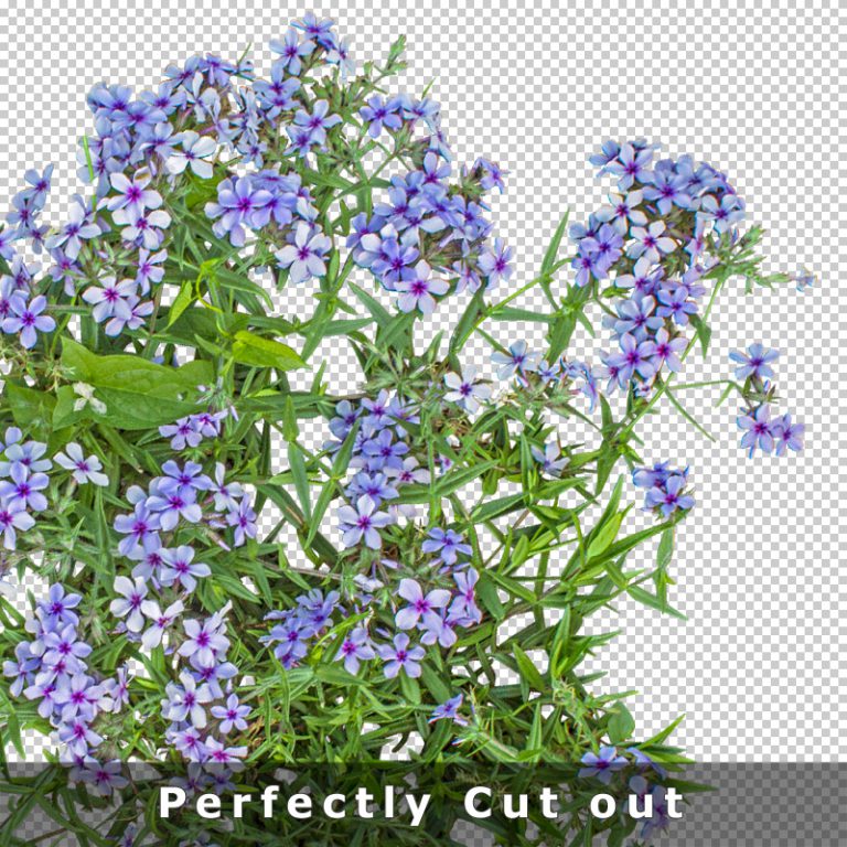 Cutout Flower Top View PNG Image Collection for Architects