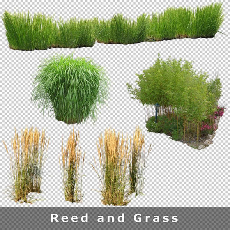 Cutout Plants V02 – Plants Entourage for Architecture Illustrations