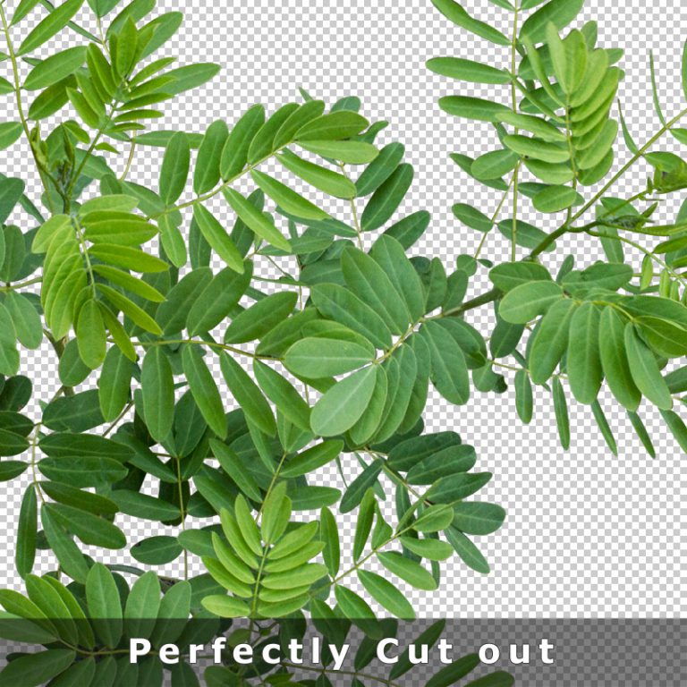 Top View Plants 02 – 2D Plant Entourage for Architecture Illustration .PNG