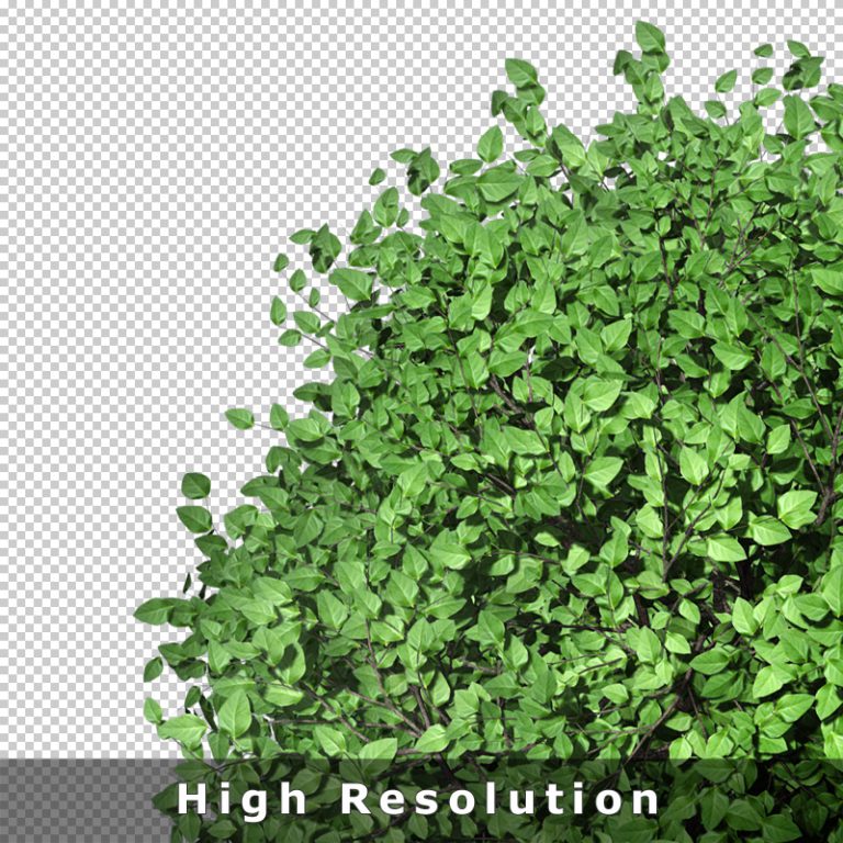 Graphic Collection of Cutout Plan View Trees for Architectural Site Plans