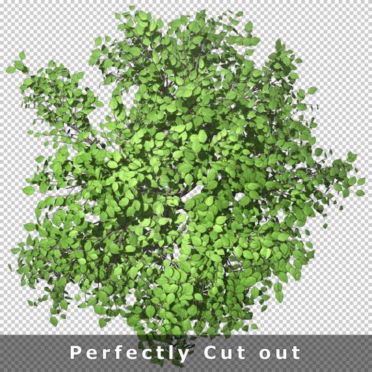 Graphic Collection of Cutout Plan View Trees for Architectural Site Plans