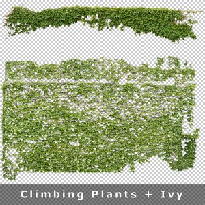 Cutout Plants V02 – Plants Entourage for Architecture Illustrations