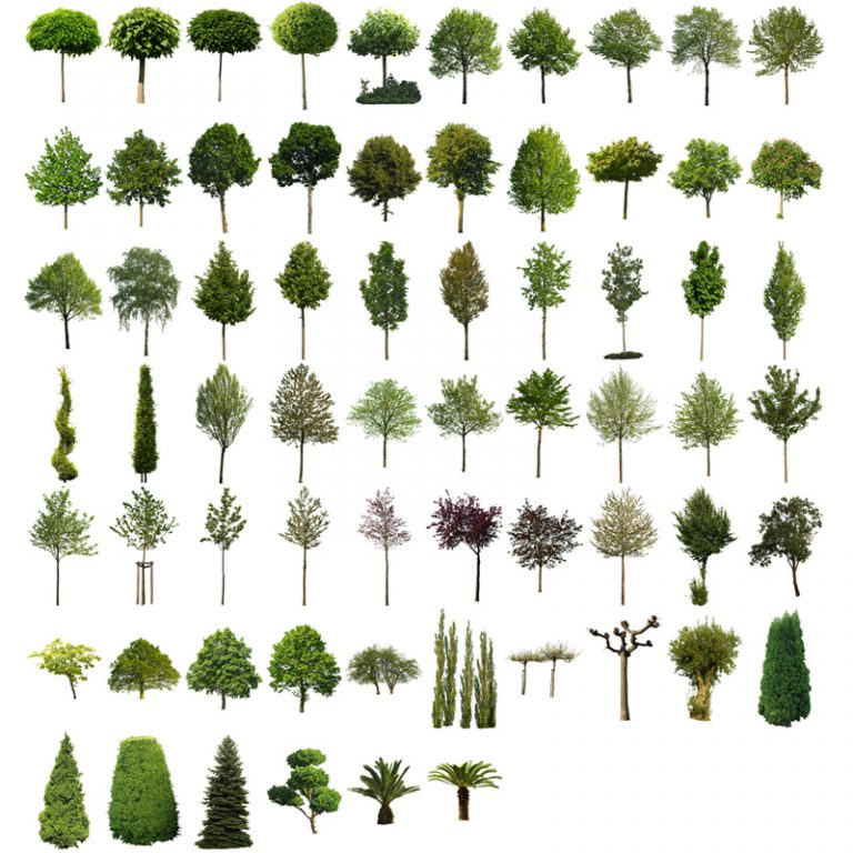 Cutout Trees V01 – Masked Architecture Trees