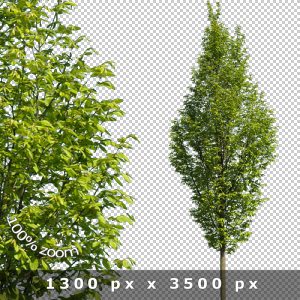 Cutout Trees V01 – Masked Architecture Trees