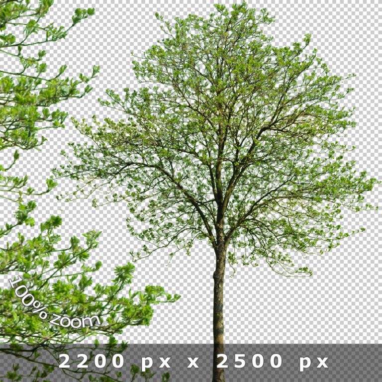 Cutout Trees V01 – Masked Architecture Trees