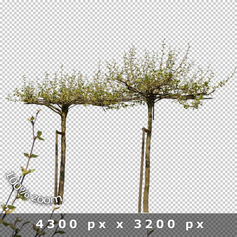 Cutout Trees V01 – Masked Architecture Trees