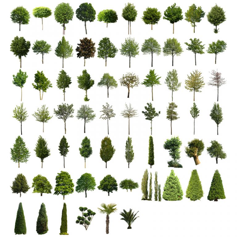Cutout Trees V02 – Architecture Visualization