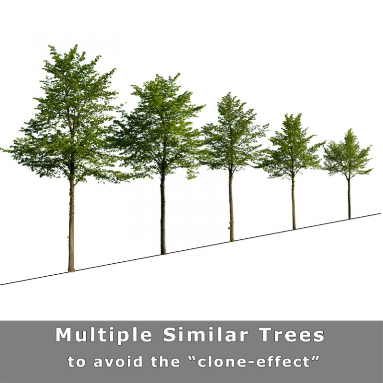 Boulevard Trees V01 -Cutout Avenue Tree Photos