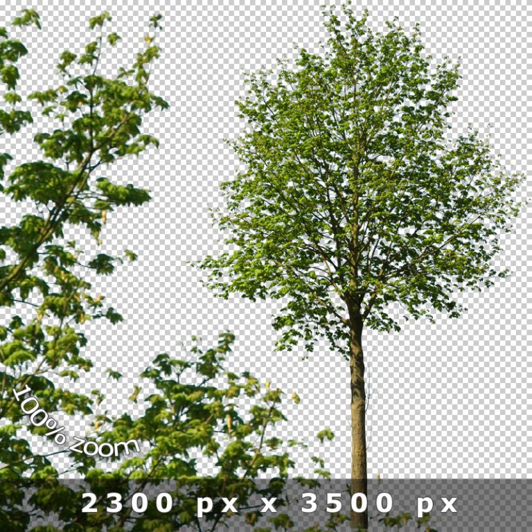 Boulevard Trees V01 -Cutout Avenue Tree Photos