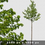 Tree PNG Graphics – Boulevard Trees V02