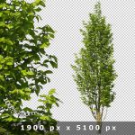 Tree PNG Graphics – Boulevard Trees V02