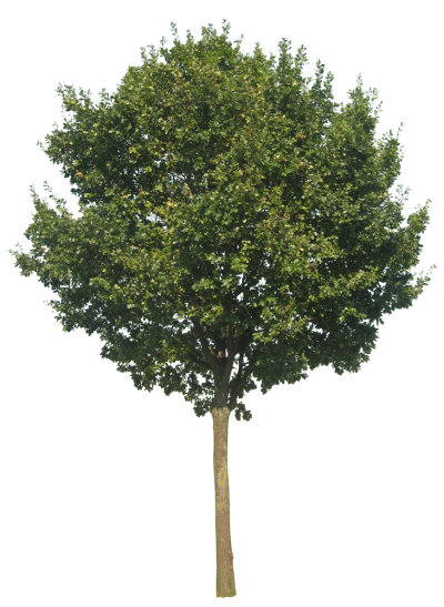 10 Tree Elevation PNG files for Architecture Plans and Renderings