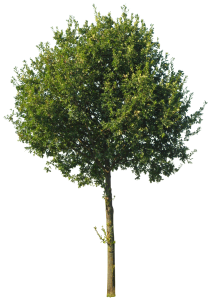 10 Tree Elevation PNG files for Architecture Plans and Renderings