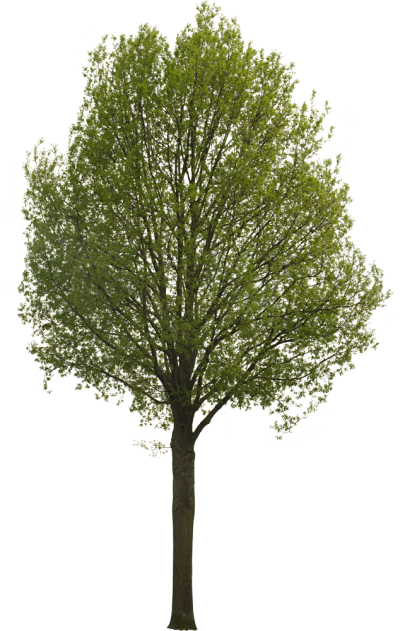 10 Tree Elevation PNG files for Architecture Plans and Renderings