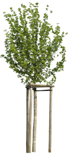 10 Tree Elevation PNG files for Architecture Plans and Renderings