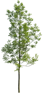 10 Tree Elevation PNG files for Architecture Plans and Renderings