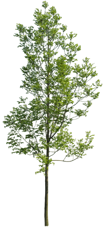 10 Tree Elevation PNG files for Architecture Plans and Renderings