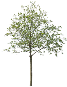 10 Tree Elevation PNG files for Architecture Plans and Renderings