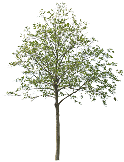 10 Tree Elevation PNG files for Architecture Plans and Renderings