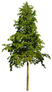 10 Tree Elevation PNG files for Architecture Plans and Renderings