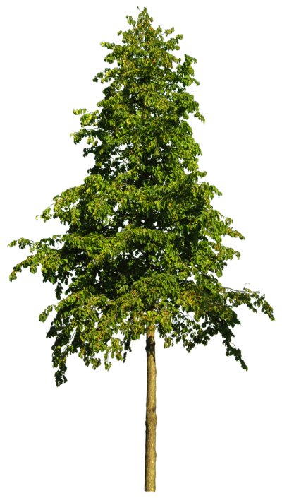 10 Tree Elevation PNG files for Architecture Plans and Renderings